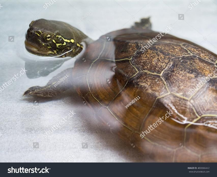 Cutest Pet Turtles (Photos included)