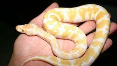 Arboreal snakes: Definition guide and basic care