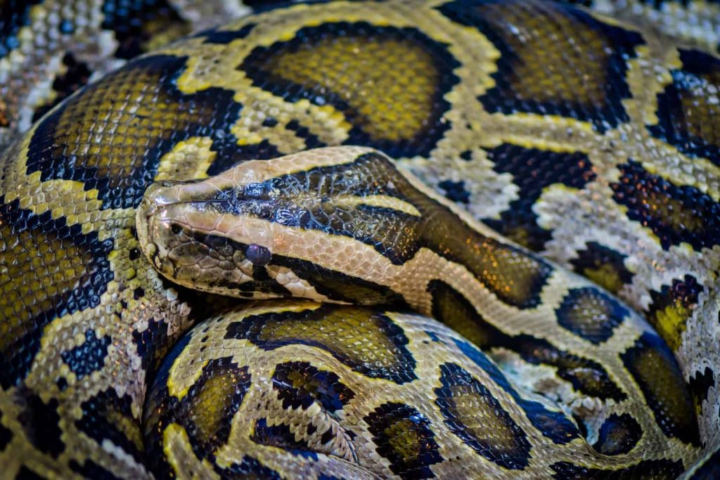 What’s the Difference Between a Python and a Boa? - UniquePetsWiki