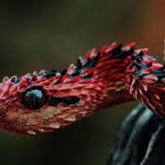 Arboreal snakes: Definition guide and basic care