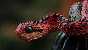 Arboreal snakes: Definition guide and basic care