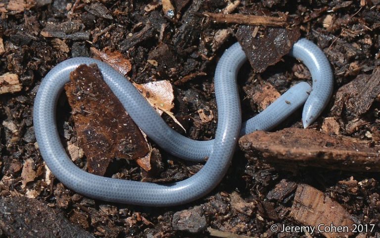 Can Bimini Blind Snake be pet? - UniquePetsWiki