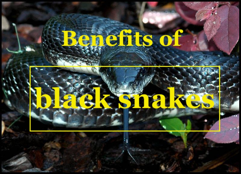 Benefits of Black Snakes - Reason you should and should not keep it?