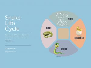 [Study guide] The Life Cycle of a Snake