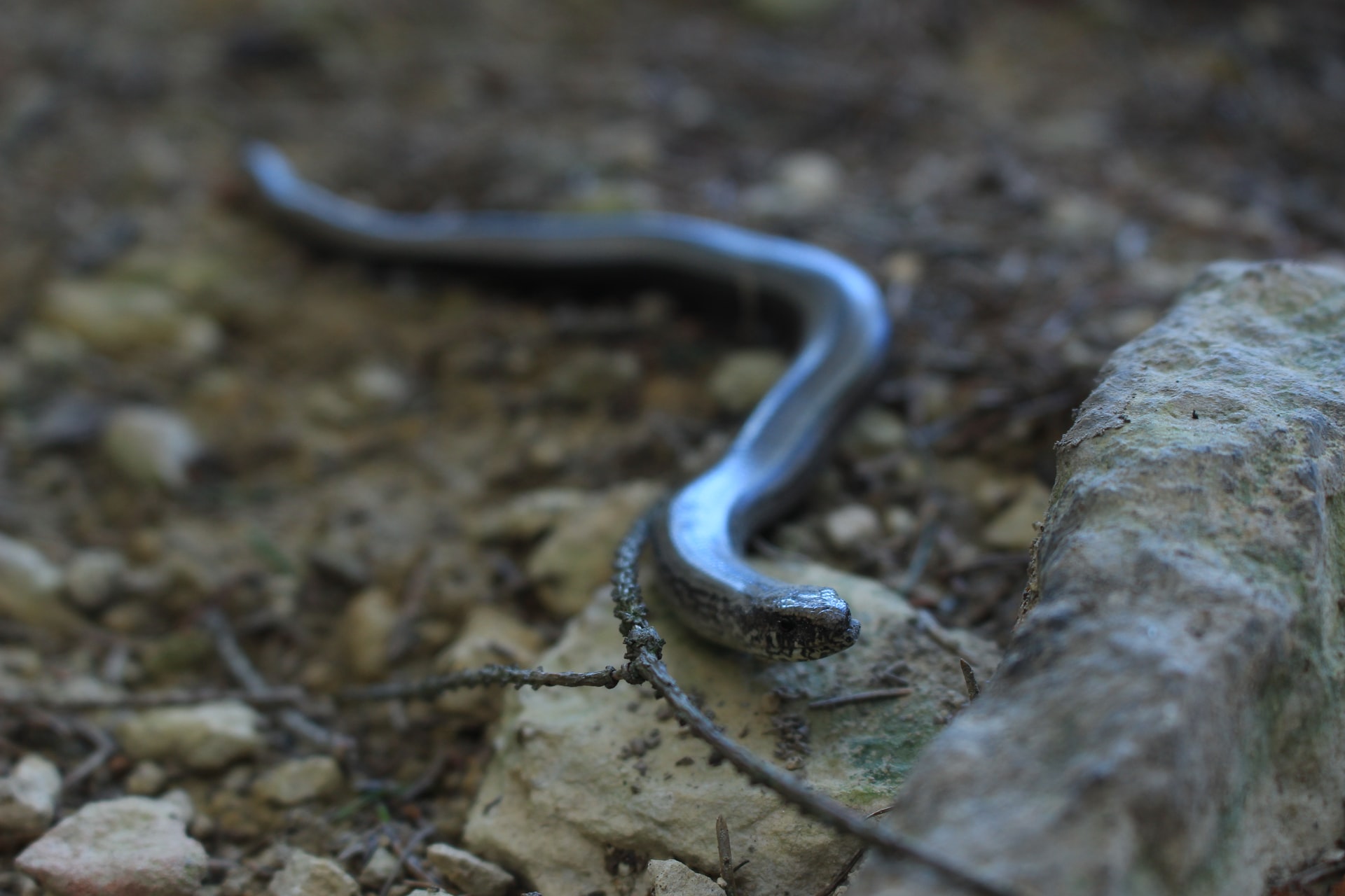 Can Ringneck Snakes Be Pets? You will love this species