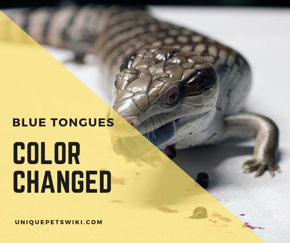 Understand Why Blue Tongue Skinks Change Color - How You Should Behave?
