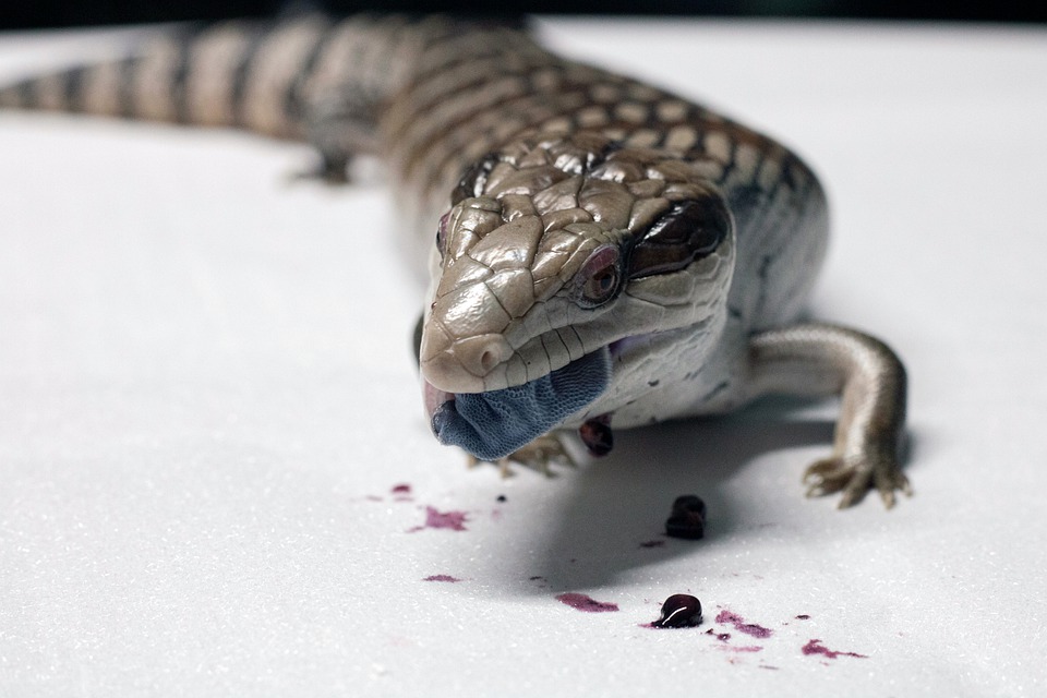 Understand Why Blue Tongue Skinks Change Color - How You Should Behave?
