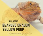 Bearded Dragon Yellow Poop - Understand The Yellow Poop & Yellow Urate