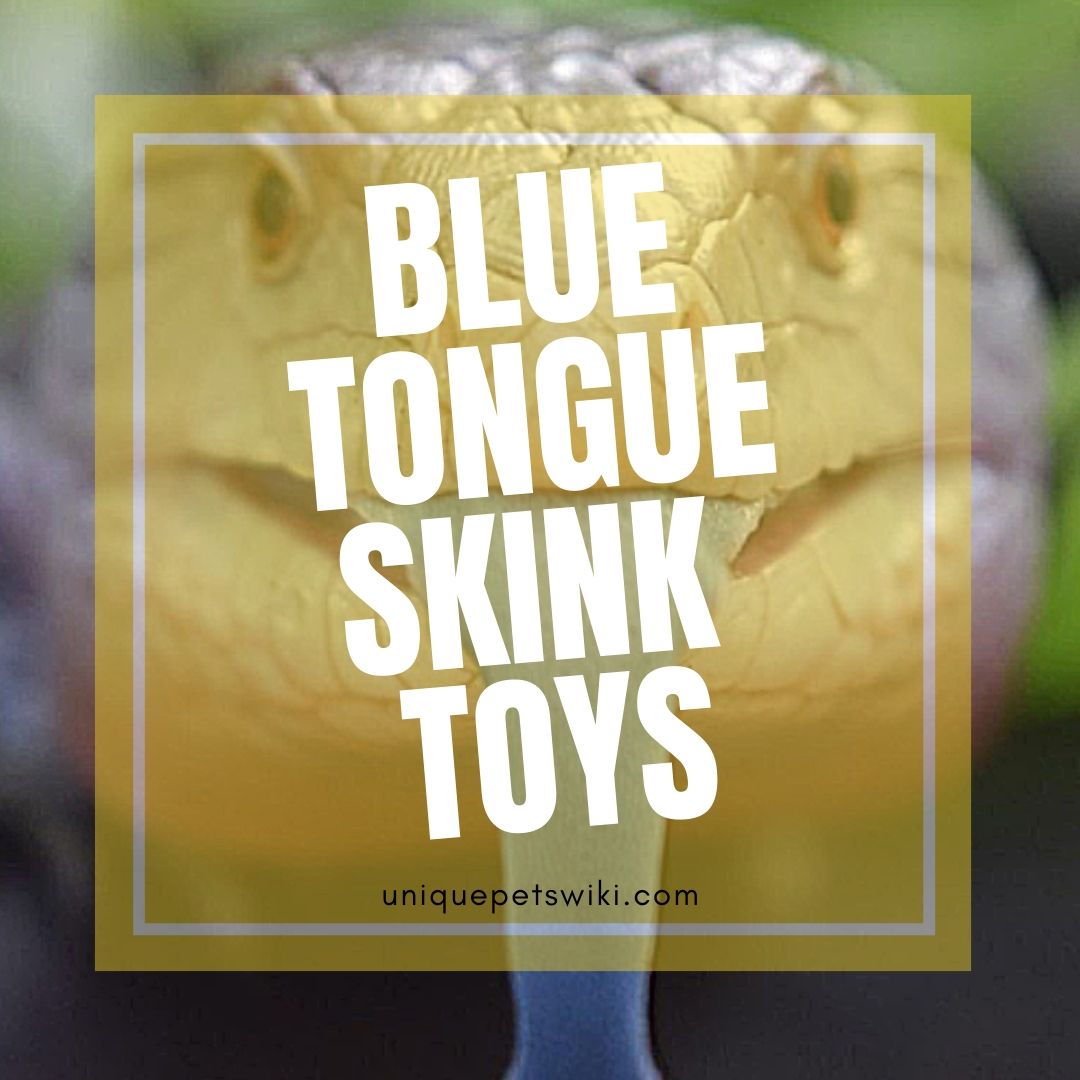 Blue Tongue Skink Toys - What Enrichments, Activities That They Love?
