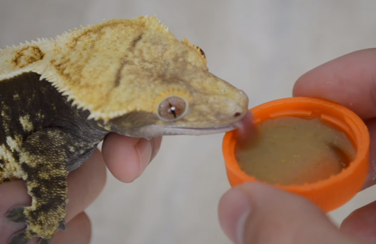 The Ultimate Crested Gecko Care Guide for Beginners