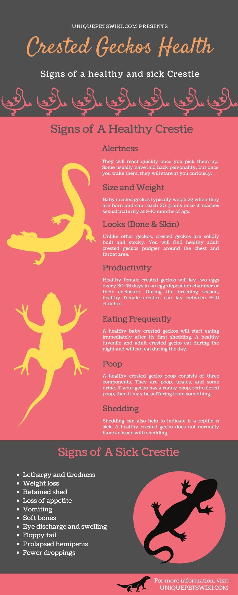 Crested Gecko Health Guide: Everything You Need To Know About Cresties ...