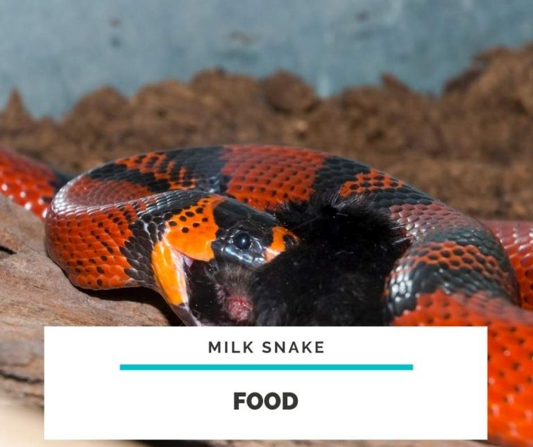 24 Milk Snake Morphs With Pictures - Are They Aggressive?