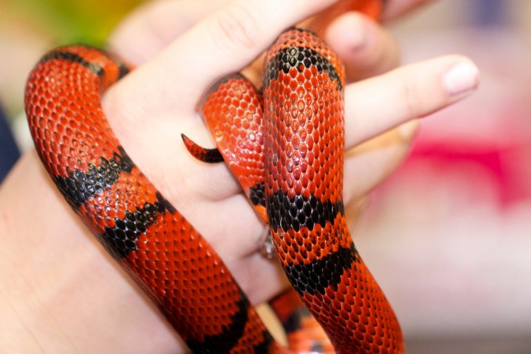 24 Milk Snake Morphs With Pictures - Are They Aggressive?