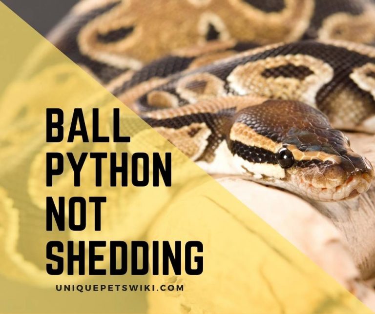 Ball python not shedding - All your concerns answered?
