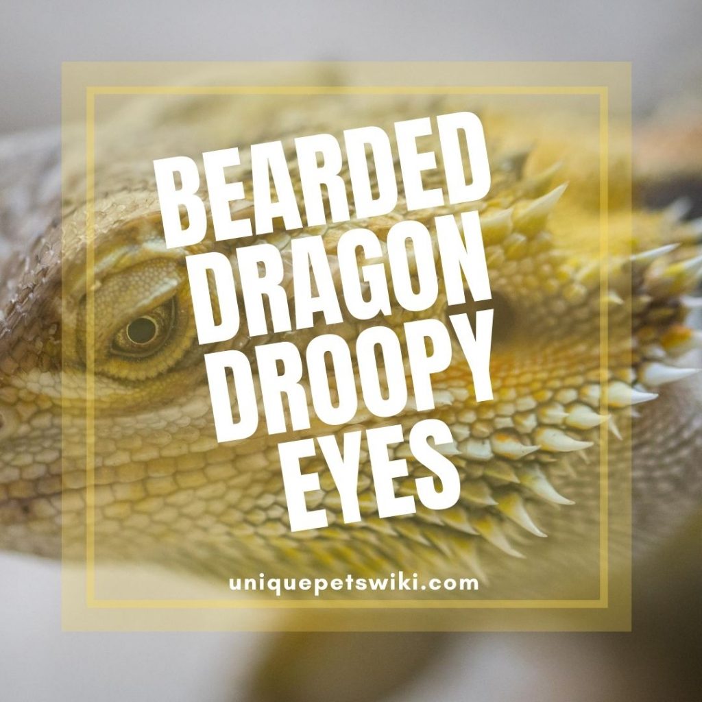 Bearded Dragon Droopy Eyes: Health at risk