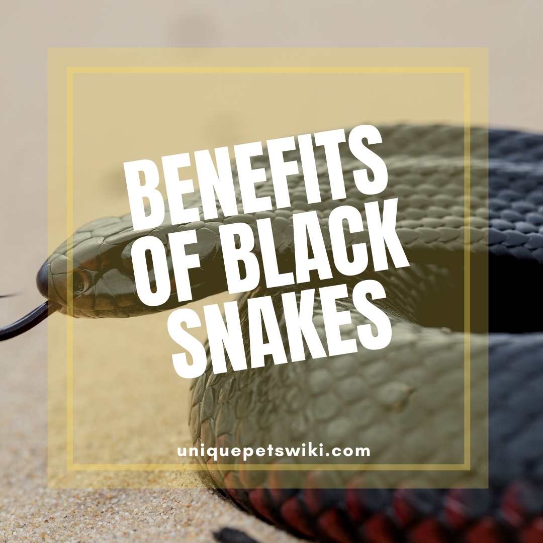 Benefits of Black Snakes - Reason you should and should not keep it?