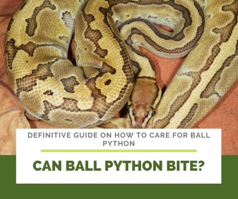 Definitive Guide on How to Care For Ball Pythons (Python Regius)