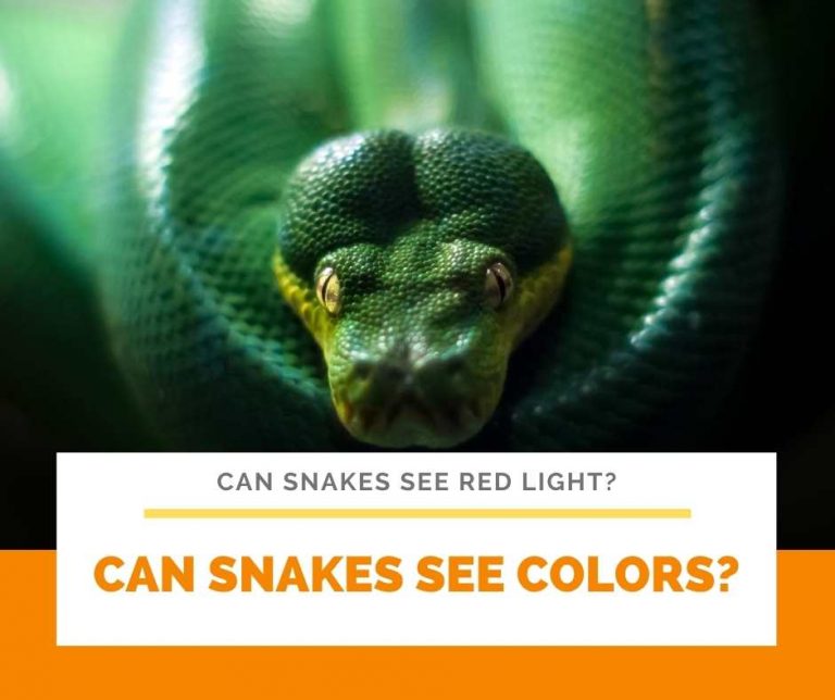 [Ultimate info] Can Snakes See Red Light?