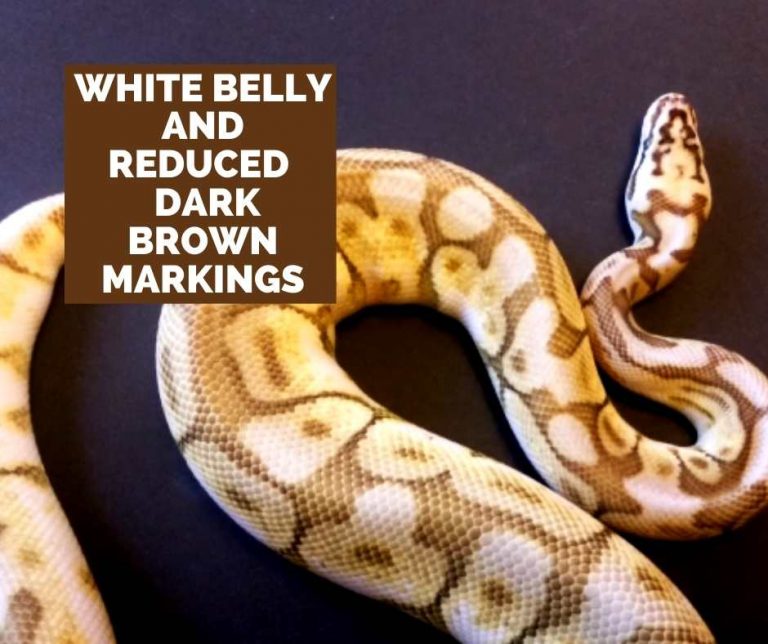 Ball Python Queen Bee: A Complete Guide With Pictures And Facts
