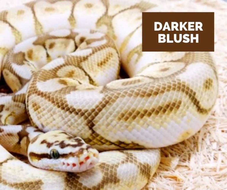 Ball Python Queen Bee: A Complete Guide With Pictures And Facts
