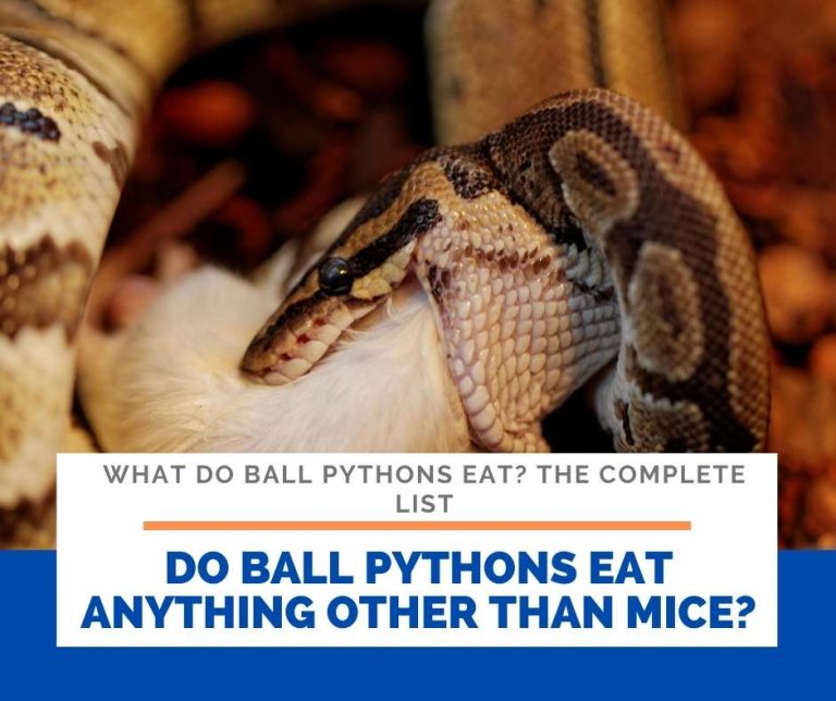 What Do Ball Pythons Eat? The complete List