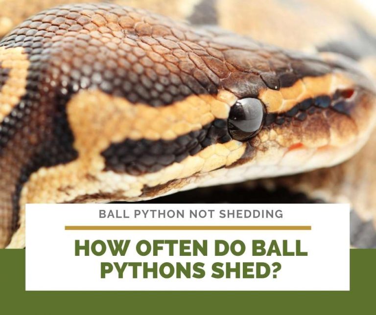 Ball python not shedding - All your concerns answered?