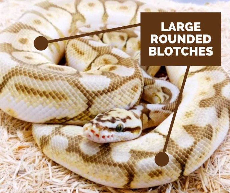 Ball Python Queen Bee: A Complete Guide With Pictures And Facts