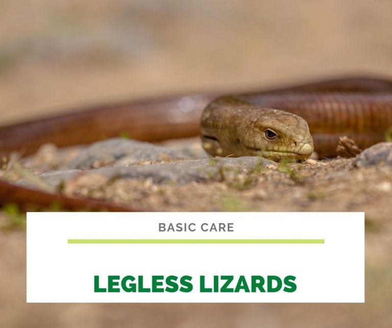 Legless lizard: Basic Definition And Care Sheet