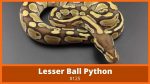 58 Ball Python Morphs: A-Z Morph Color List (With Pictures)