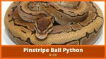 58 Ball Python Morphs: A-Z Morph Color List (With Pictures)
