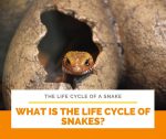 [Study guide] The Life Cycle of a Snake