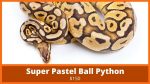 58 Ball Python Morphs: A-Z Morph Color List (With Pictures)