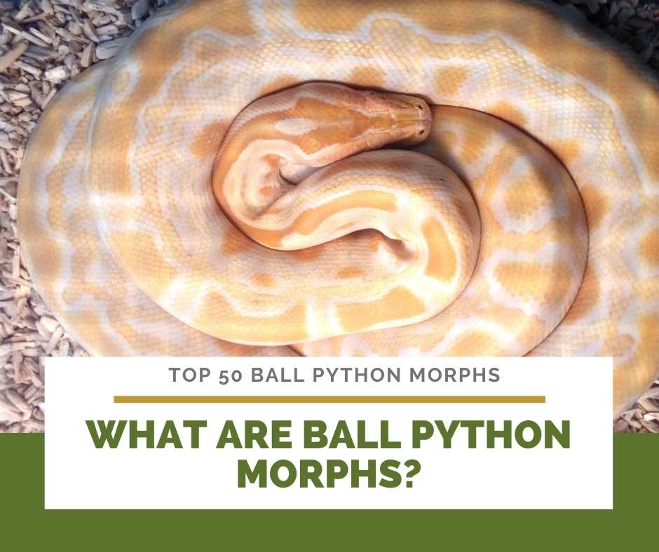 List Of Ball Python Morphs