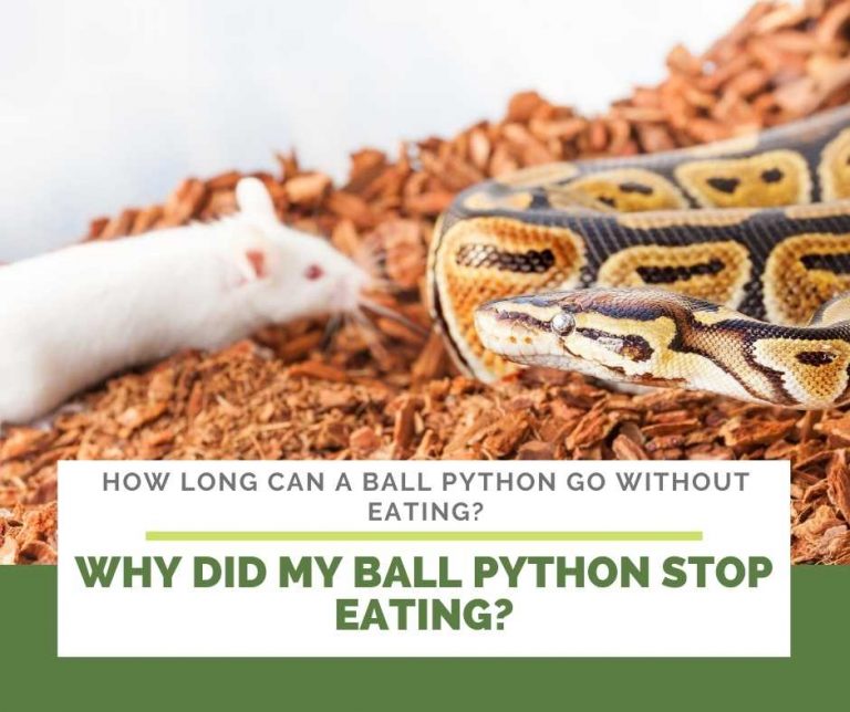 How Long Can A Ball Python Go Without Eating?: The TRUTH!