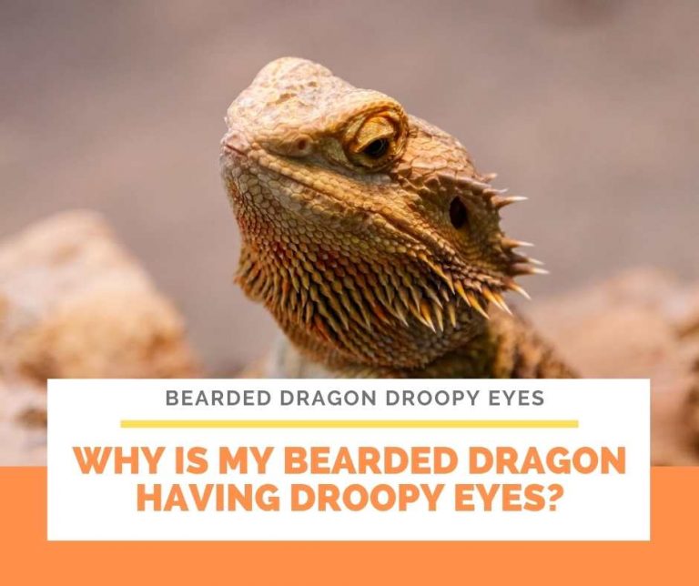 Bearded Dragon Droopy Eyes: Health at risk