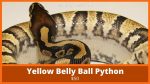 58 Ball Python Morphs: A-Z Morph Color List (With Pictures)