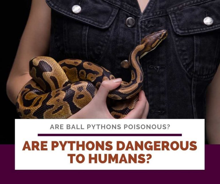 are-ball-pythons-poisonous-you-re-wrong-about-this
