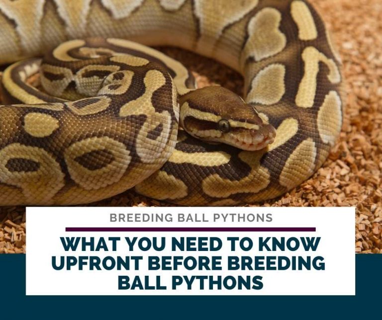 Ball Python Breeding: The Complete Guide