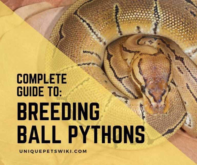 Ball Python Breeding: The Complete Guide