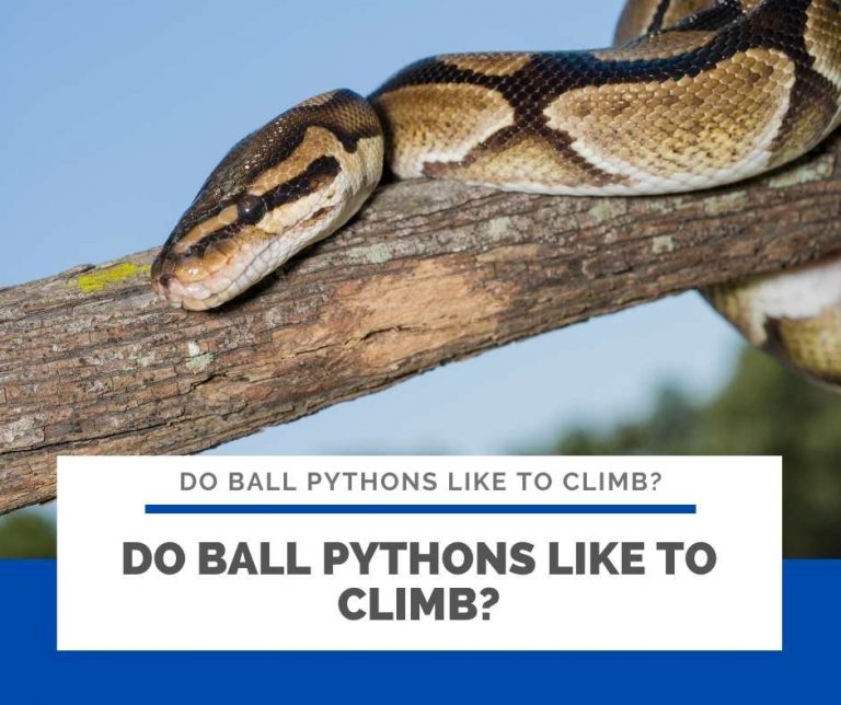 Do Ball Pythons Like To Climb?: Myth or Fact?