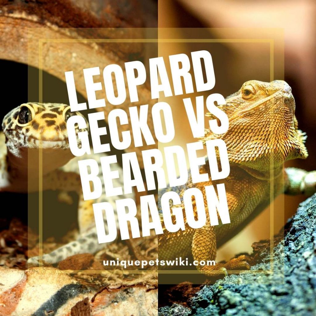 Leopard Gecko Vs. Bearded Dragon: Battle of Amazing Pet Reptiles!