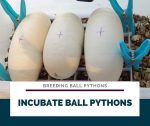 Ball Python Breeding: The Complete Guide