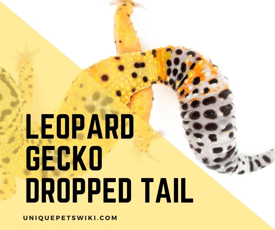 Leopard Gecko Dropped Tail: Reasons Why This Happens