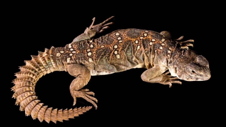 Uromastyx Ocellata: Species Profile, Prices, Basic Care