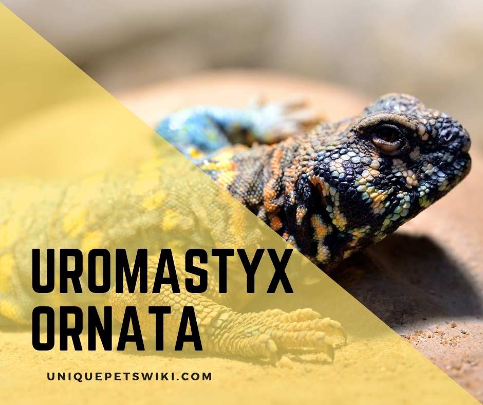 Uromastyx Ornata: Species Profile, Prices, Basic Care