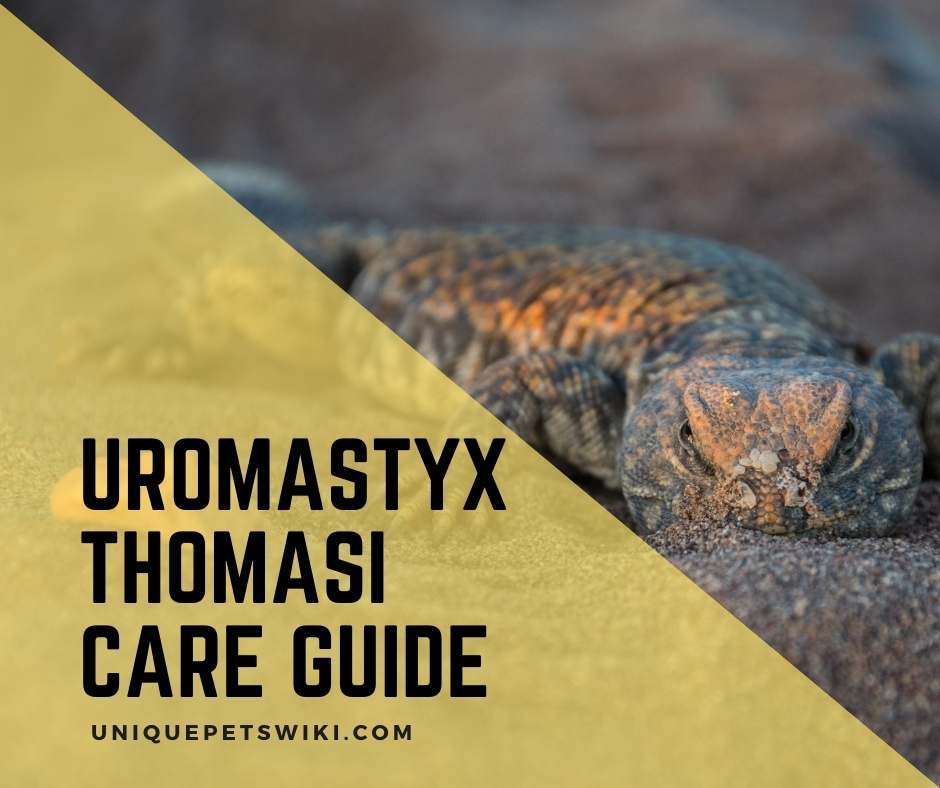 Uromastyx Thomasi: Species Profile, Prices, Basic Care