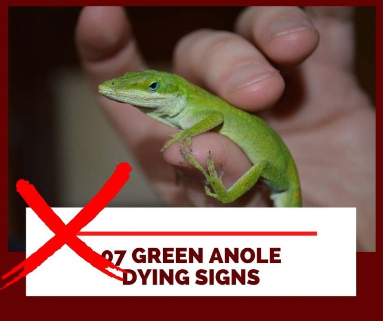 07 Green Anole Dying Signs | Read It Before too Late