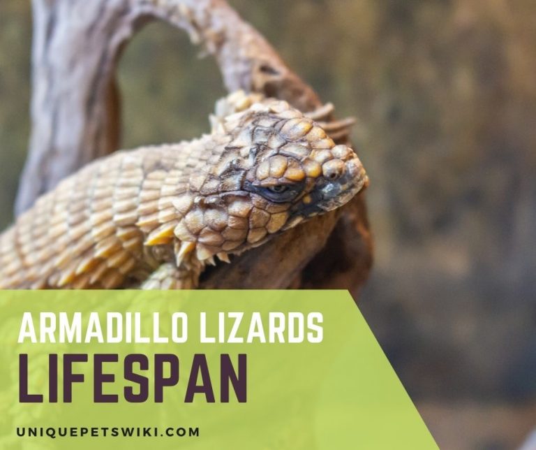Armadillo lizard Lifespan: How Long Do Armadillo Lizards Live?