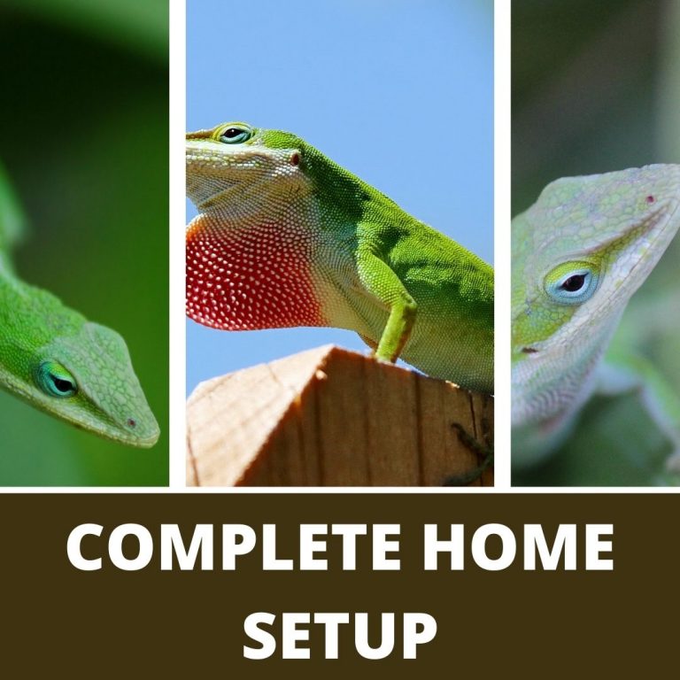 The Ultimate Green Anole Care Guide for Beginners