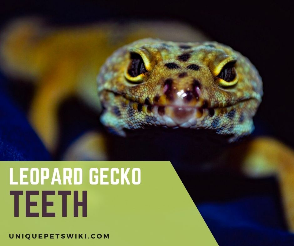 Leopard Gecko Teeth: Do Their Bites Hurt?